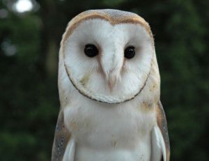 Chouette : tout apprendre sur les chouettes | Pratique.fr